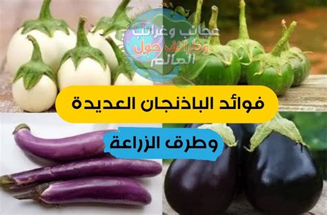 فوائد الباذنجان وطرق زراعته عجائب وغرائب
