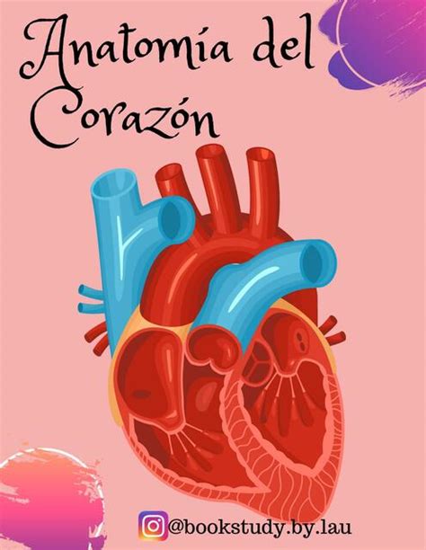 Anatomía Del Corazón Lau Palacio uDocz