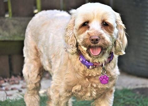 The 6 Best Cockapoo Breeders In Missouri Mo 2026 Labradoodle Home