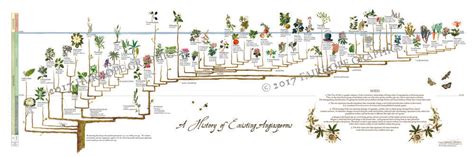 A History Of Existing Angiosperms Poster Metsker Maps