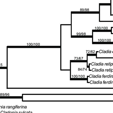 50 Majority Rule Consensus Tree Based On 1992 Trees From A B Mcmc Download Scientific Diagram