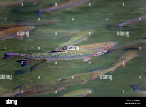 Rainbow Trout Oncorhynchus Mykiss Salmo Gairdneri Under Water