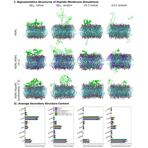 I Representative Structures Of The Peptide Membrane Simulations With