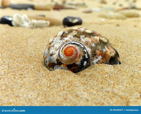 Giant Periwinkle Shell Stock Image Image Of Southern 69258507