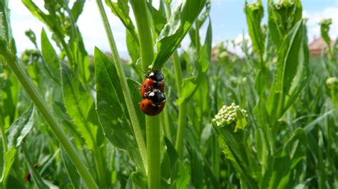 Free Images Nature Lawn Meadow Prairie Flower Green Ladybug