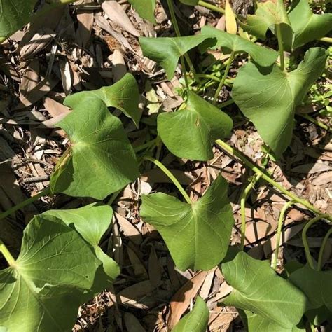Sweet Potato Cultivars Compared
