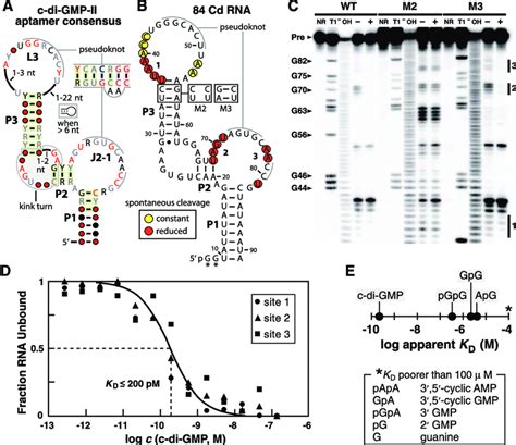 C Di Gmp Ii Riboswitches A Consensus Sequence And Secondary Download Scientific Diagram