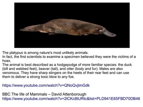 Igcse Biology Classifying Animals Phylum Vertebrates Five Classes