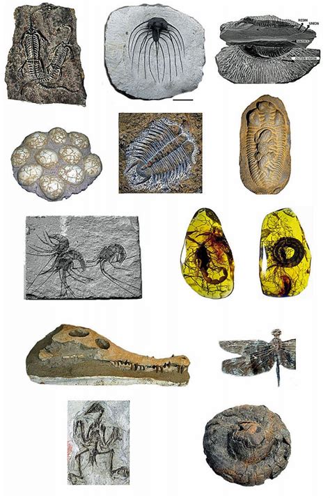 Fossil Fakes And Their Recognition Deposits