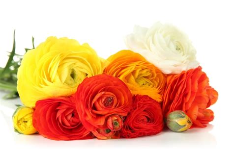 Premium Photo Ranunculus Persian Buttercups Isolated On White