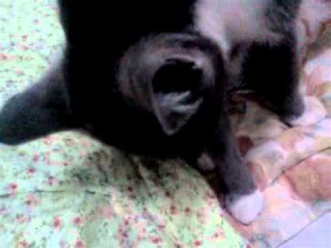 Flagra Gata Lindona Tomando Banho YouTube