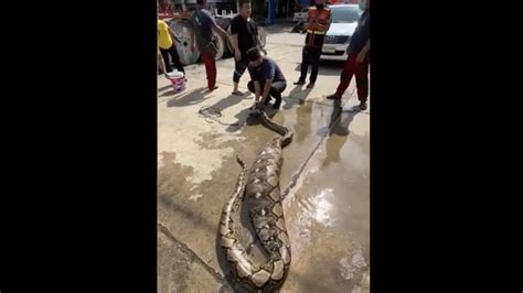 行方不明だった2匹の犬は丸呑みにされていた タイでお腹が大きく膨らんだニシキヘビが捕獲される 村人が捜索を試みた結果