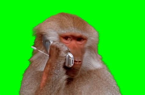Monkey Calling Using Phone Meme Green Screen Creatorset