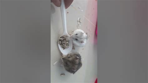 Hamster Lucu Hamster Imut Shorts Youtube