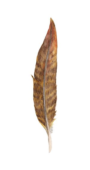 손으로 그린된 수채화 그림 활기찬 깃털 Boho 스타일 날개입니다 그림 흰색 절연입니다 갈색에 대한 스톡 벡터 아트 및 기타 이미지 갈색 개념 검은색 Istock