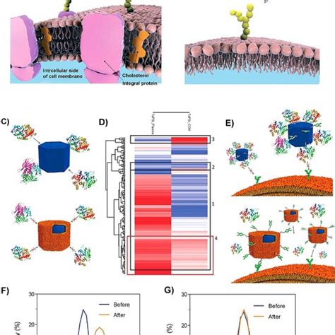 Schematic Representation Of The Adult Stem Cells Origin Symmetric Stem