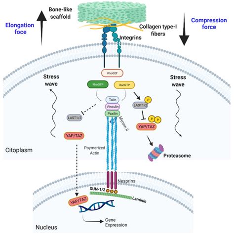Canonical Signaling Pathway During Cell Ecm Interaction With A