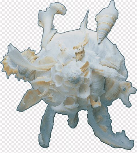 Seashell Shells Image File Formats Animals Png Pngegg