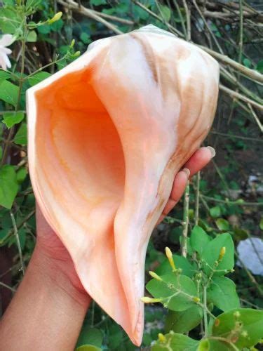 Busycon Perversum Shell Size 8 Inch At ₹ 2000 Piece In Nagercoil Id