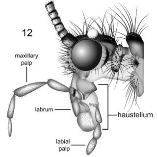 Trichoptera Life History Stages 1 Larva Halesochila Taylori