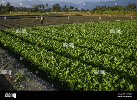 Root Nodules Hi Res Stock Photography And Images Alamy