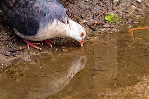 Premium Photo Close Up Of Bird Drinking Water