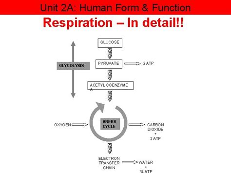 Unit 2 A Human Form Function Respiration Unit