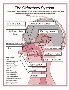 Sense Of Smell Olfactory System Diagram Labeling Slideshow 4th 5th