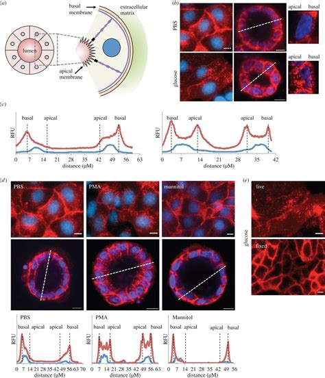 Glucose Induces Basal To Apical Re Localization Of GLUT2 In MDCK II