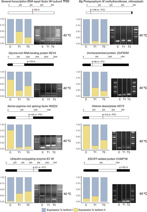 Integrative Analysis In Pinus Revealed Long‐term Heat Stress Splicing