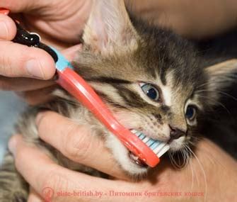 Чистят ли котам зубы? Можно и нужно ли чистить зубы кошкам? Как чистить ...