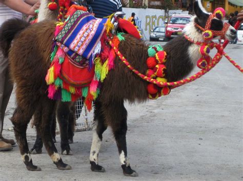 Cómo es una llama