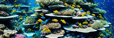 Exploring Various Kinds Of Fish In The Philippines