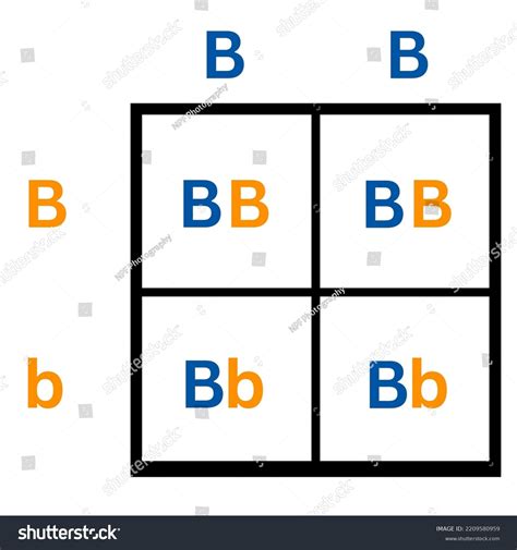 Hemophilia Punnett Square