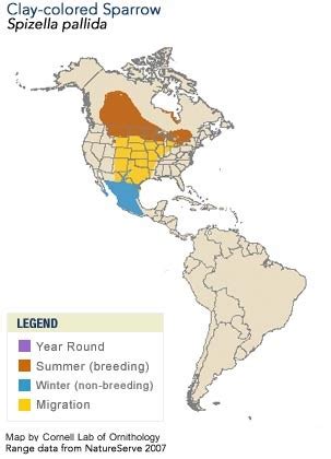 Clay Colored Sparrow Identification All About Birds Cornell Lab Of