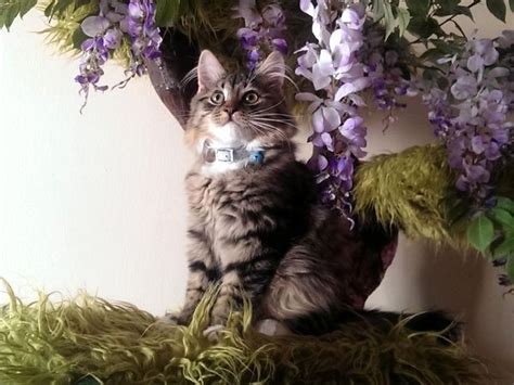 Как построить потрясающий игровой домик для кошки в виде дерева