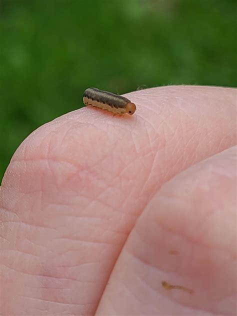 The Silly Rawwnverts