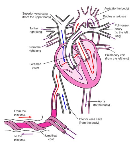 Perinatal Physiology Pediatrics Merck Manual Professional Edition