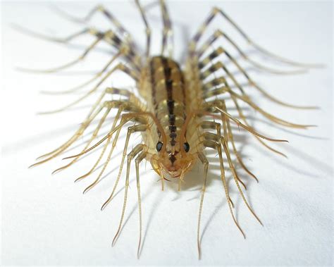 House Centipede The Creepy Crawler Under Your Pillow