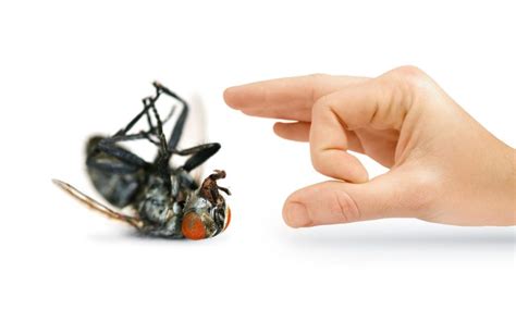 Preventive Measures And Control Measure For Pest Control Hmhub