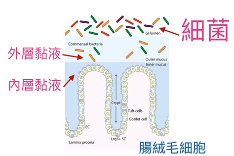 腸道菌與免疫治療