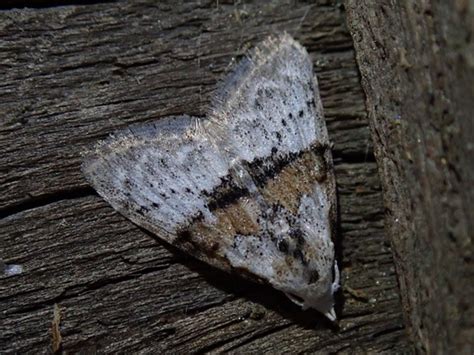 ソトジロコブガ Manoba fasciatus