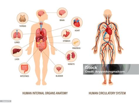 Infografica Sullanatomia Del Corpo Umano Della Struttura Degli Organi