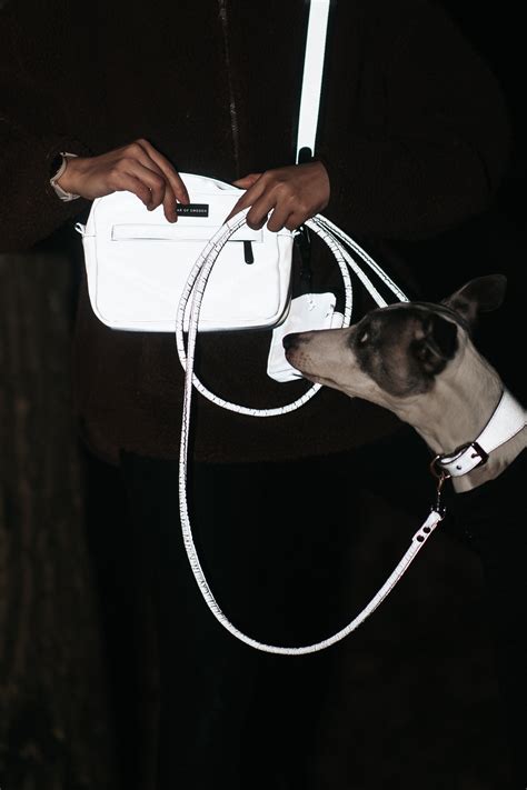 Pawsome Accessories Collar Of Sweden