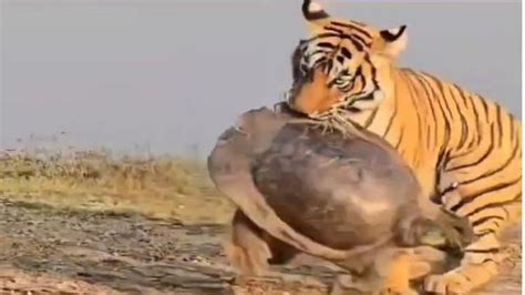Sawai Madhopur Tigress Riddhi Made Turtle A Prey Pictures Captured In