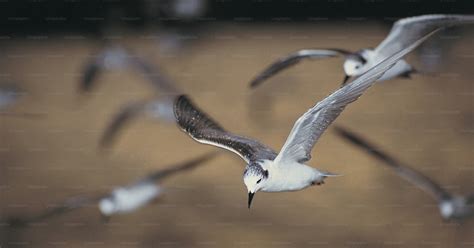 공중을 날아다니는 갈매기 떼 사진 Unsplash의 비행 이미지