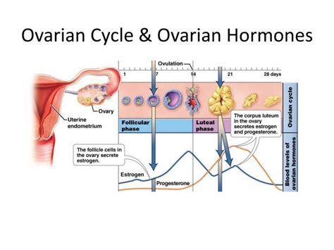 Ppt The Reproductive System Powerpoint Presentation Id1978079