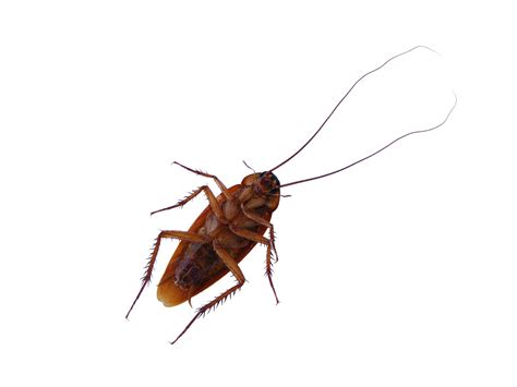 Cockroaches The Secret Agents Of Kafka In South Korea Kafka S