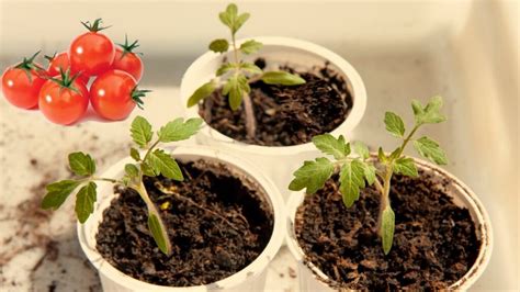 Como Sembrar Tomate Cherry En Casa Colombia Verde