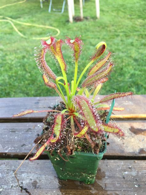 Giant Drosera Capensis Carnivores Zone